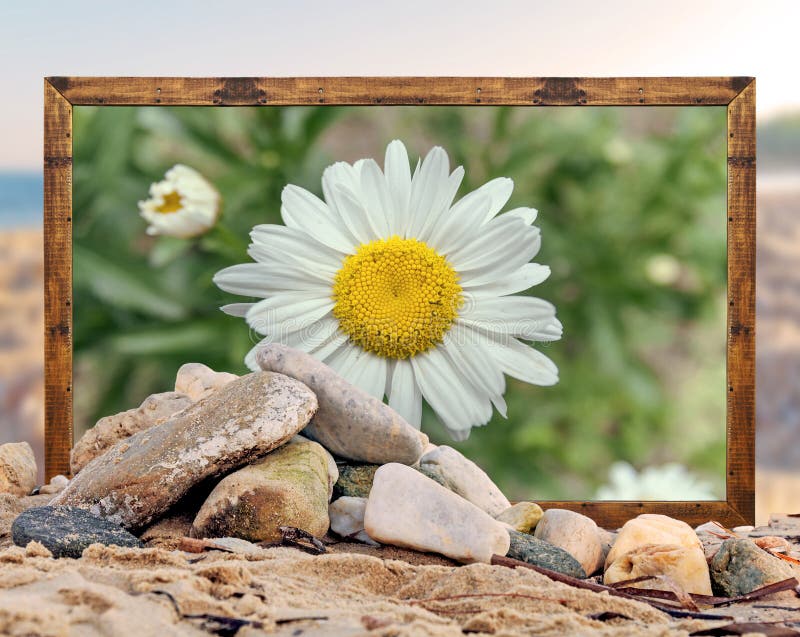 Rock on the Beach with Beautiful Daisy Flower Picture Frame and Stock ...