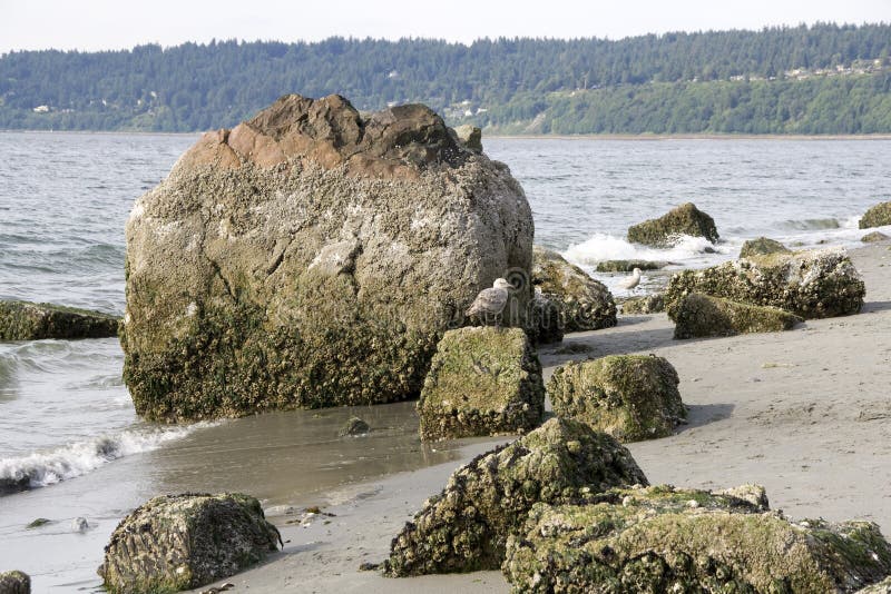 Rocks and trees stock image. Image of rocks, park, white - 33021761