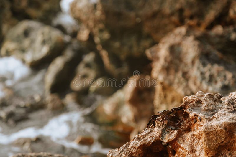 Rock on Beach, Small Crab Visible on Surface Stock Photo - Image of ...
