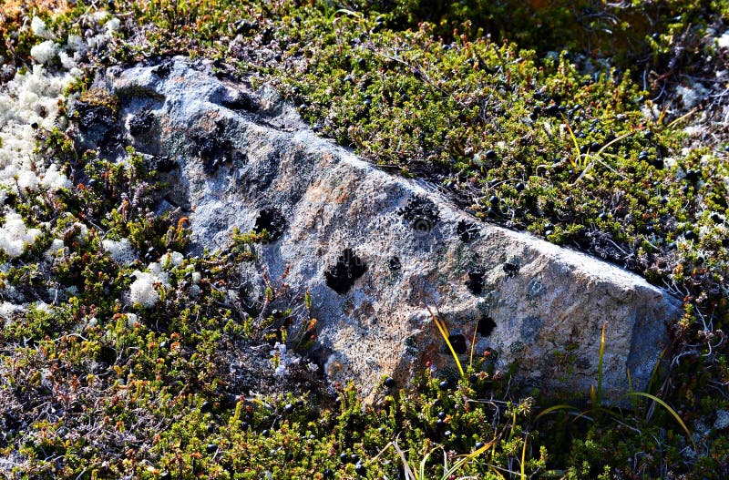 Rock with Black Spots Surrounded by Moss Stock Photo - Image of grows ...