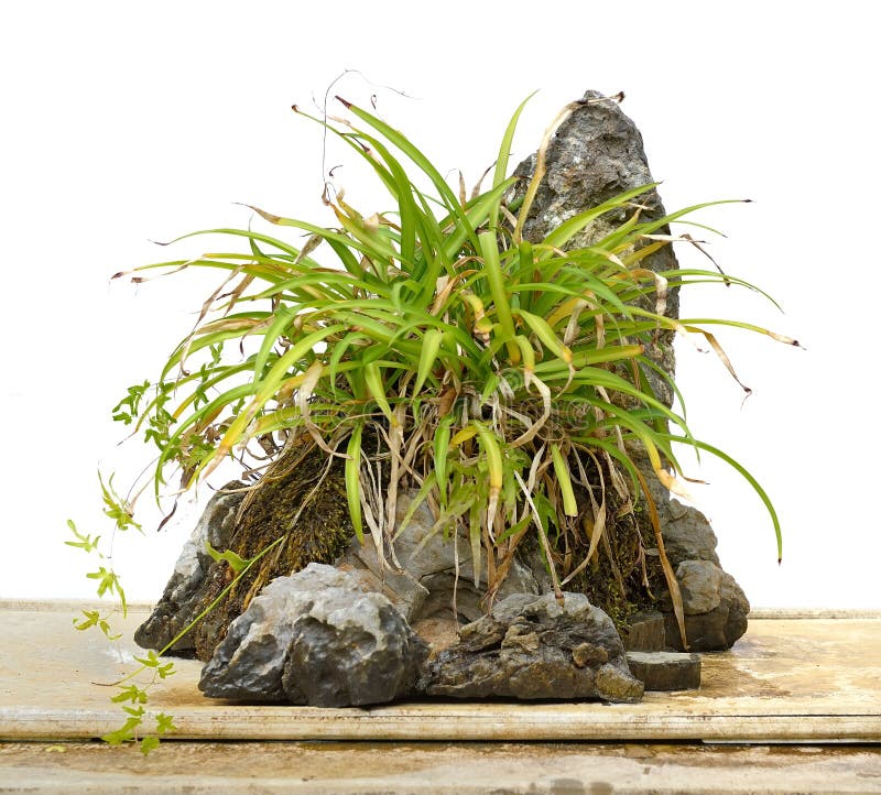 Rock bonsai isolated stock photo. Image of asian, bonsai - 54568490