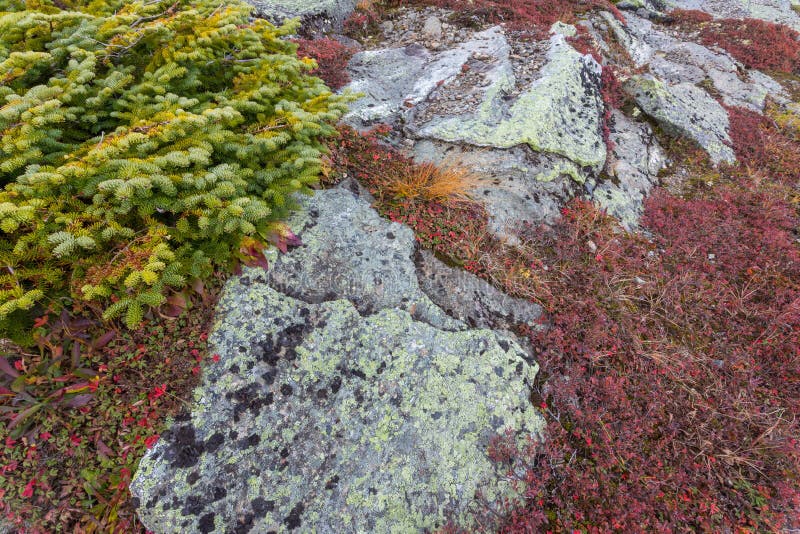 Rock and Brush stock photo. Image of conway, variety - 83595110