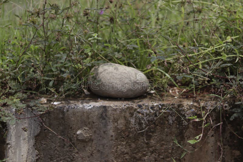 Rock in the bush stock image. Image of flower, leaf - 228991181
