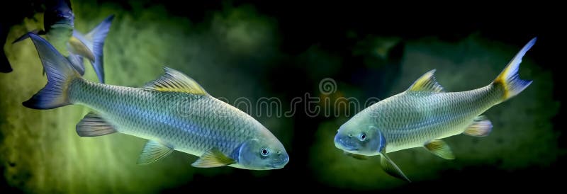 Rock carp fish stock image. Image of marine, swimming - 79053147