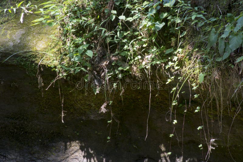 Rock with cascading vines stock photo. Image of details - 225603414