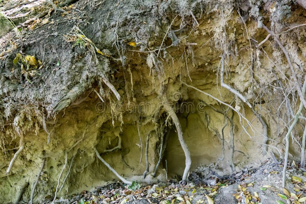 Rock Cave Covered with Tree Roots. we are almost Inside Stock Photo ...