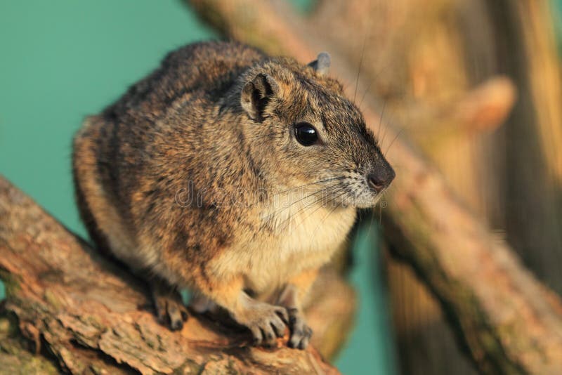 Rock cavy stock photo. Image of rock, nature, kerodon - 27859580