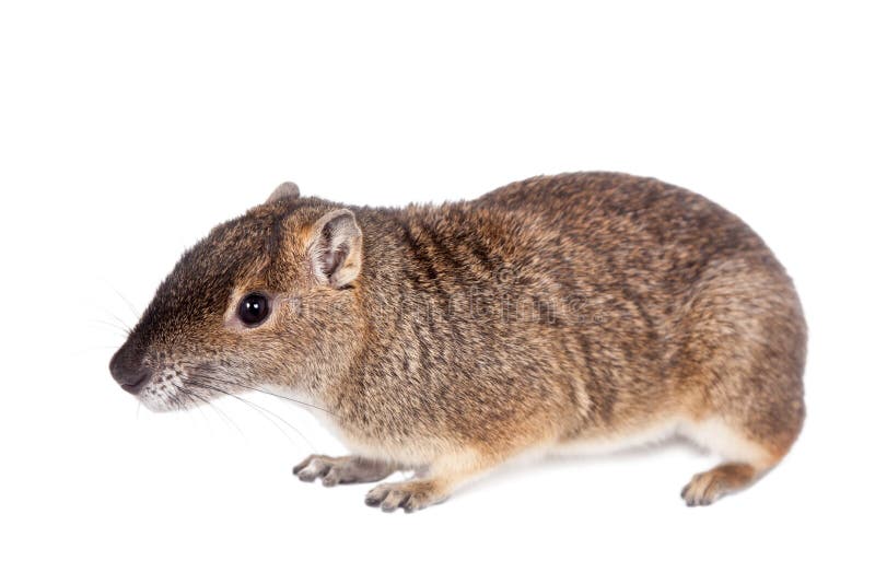 The Rock Cavy or Moco, Kerodon Rupestris, on White Stock Photo - Image ...