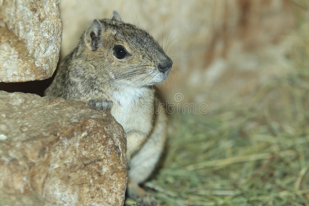 Rock cavy stock image. Image of animal, gazing, brazil - 213232535