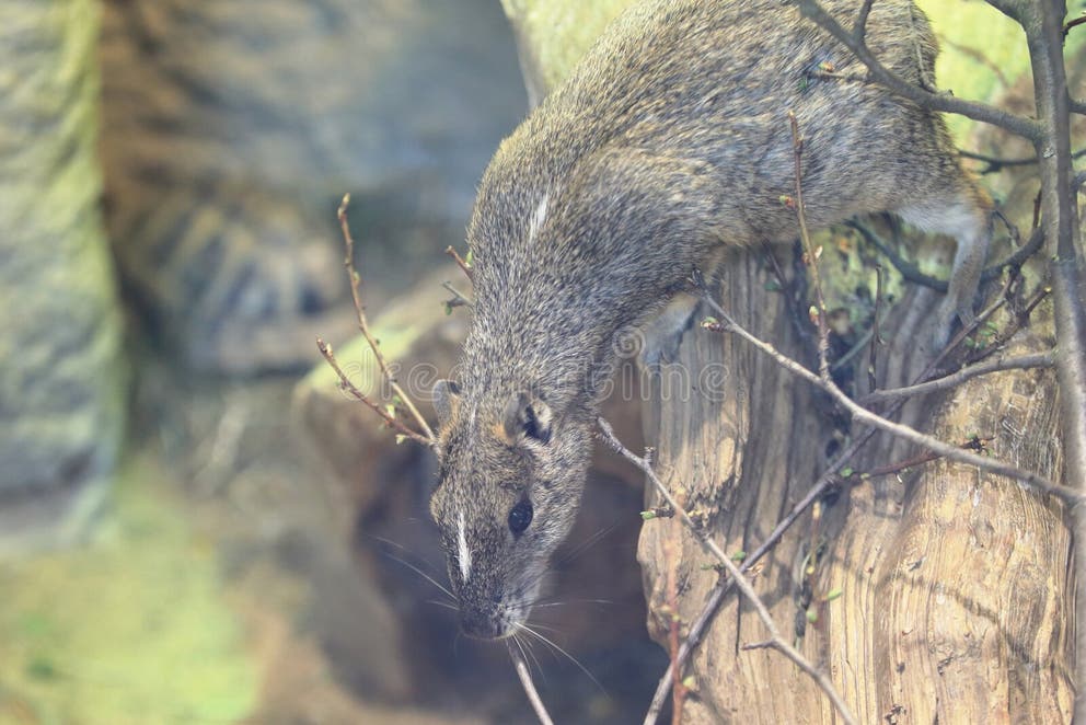 Rock cavy stock photo. Image of wood, southern, america - 246460496