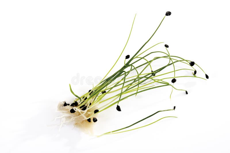 Rock Chives in Pots, Close-up Stock Image - Image of ingredient, fresh ...