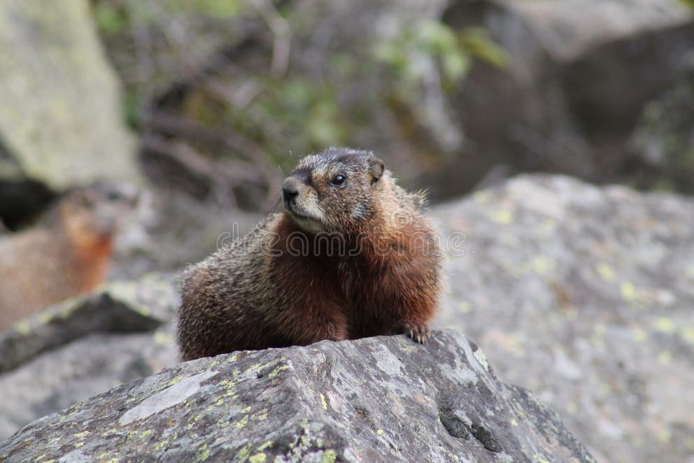 Rock Chuck stock photo. Image of rock, park, cute, marmot - 45648708