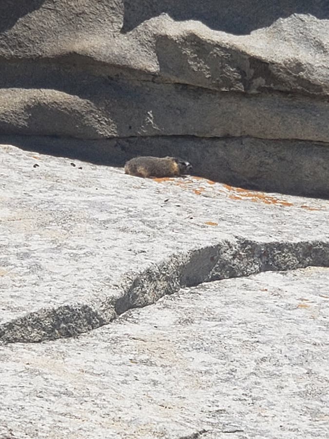 Rock Chuck on Rock Formation Stock Image - Image of cliff, wadi: 196804091