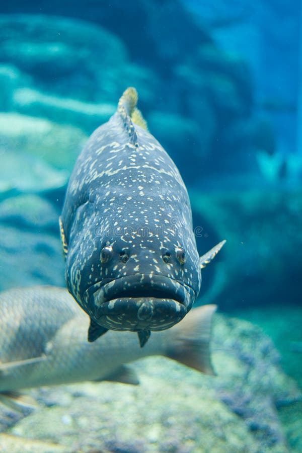 Rock cod stock photo. Image of underwater, mouth, scuba - 11339516