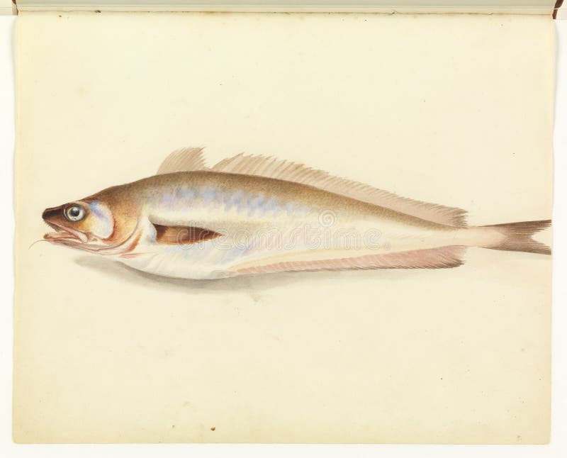 Rock Cod Picture. Image: 221367152