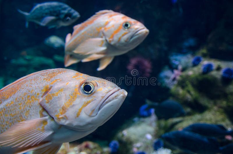 Rock Cod stock photo. Image of closeup, biology, animal - 30509896