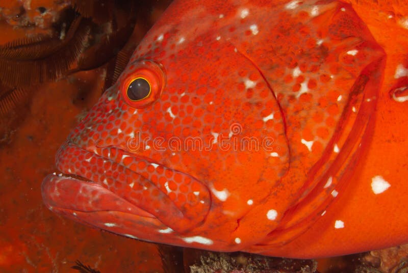 Rock cod profile stock photo. Image of tomato, sodwana - 21743954