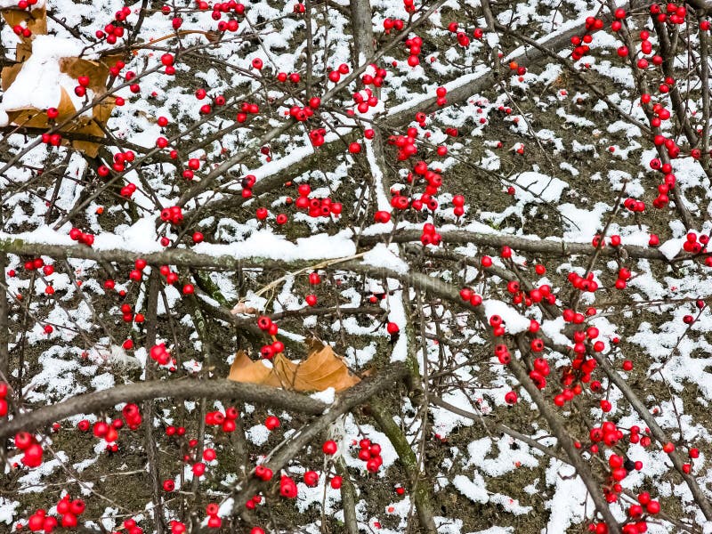 Rock Cotoneaster Red Berries Latin Name Horizontalis Snow Stock Photos ...