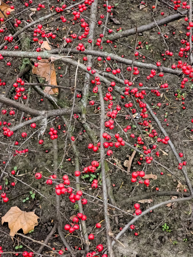 Rock Cotoneaster Red Berries, Latin Name Cotoneaster Horizontalis ...