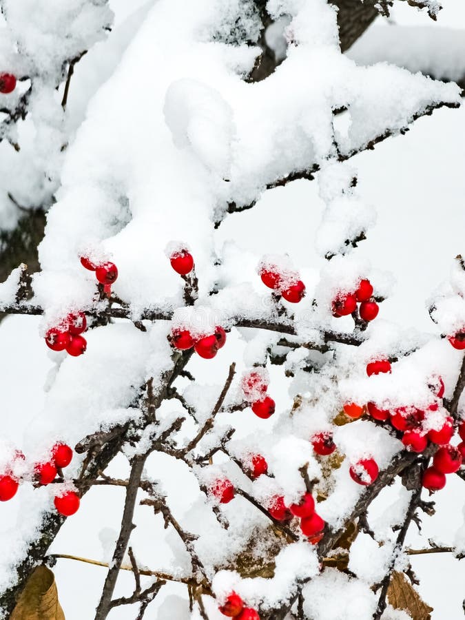 Rock Cotoneaster Red Berries Latin Name Horizontalis Vertical Stock ...