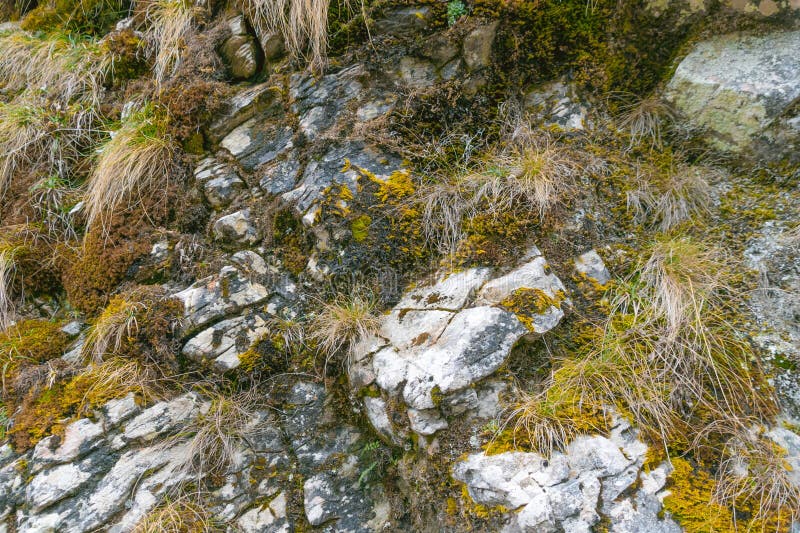 Grass and moss stock image. Image of color, moss, wall - 227871849