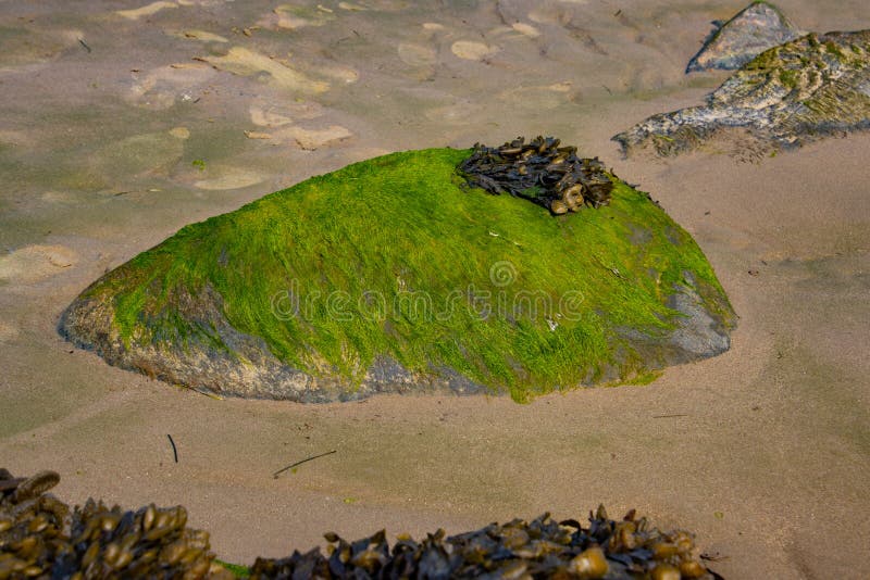Rock Covered with Green Algae on the Beach Stock Image - Image of beach ...