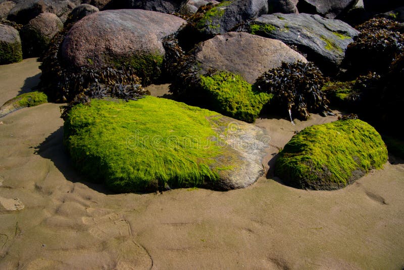 Rock Covered with Green Algae on the Beach Stock Photo - Image of ...