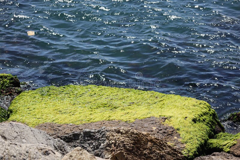 A Rock Covered with Green Algae on the Water in the Bosphorus Stock ...
