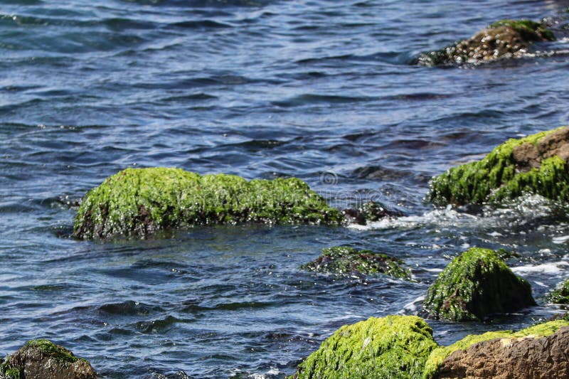 A Rock Covered with Green Algae on the Water in the Bosphorus Stock ...