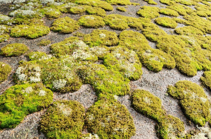 Rock covered in green moss stock photo. Image of freshness - 27058408