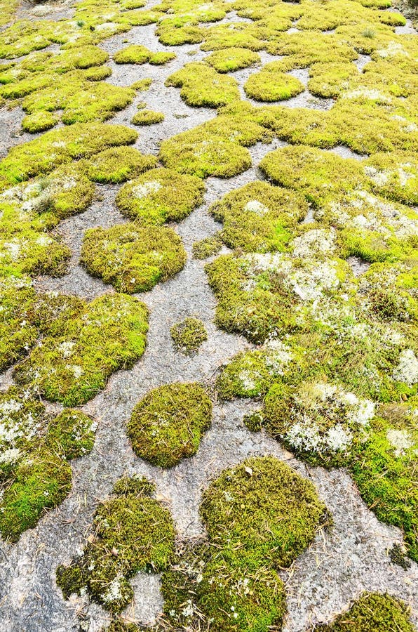 Rock covered in green moss stock photo. Image of landscape - 27058436