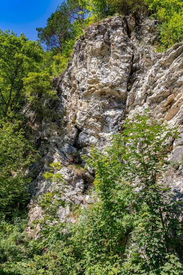 Rock Covered with Green Vegetation Stock Image - Image of forest, stone ...