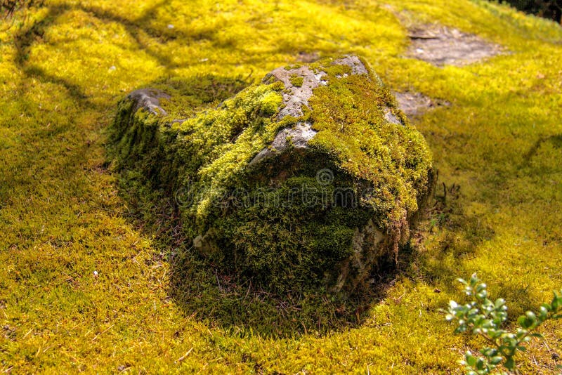 A Moss Covered Rock Under Direct Sunlight Stock Photo - Image of ...