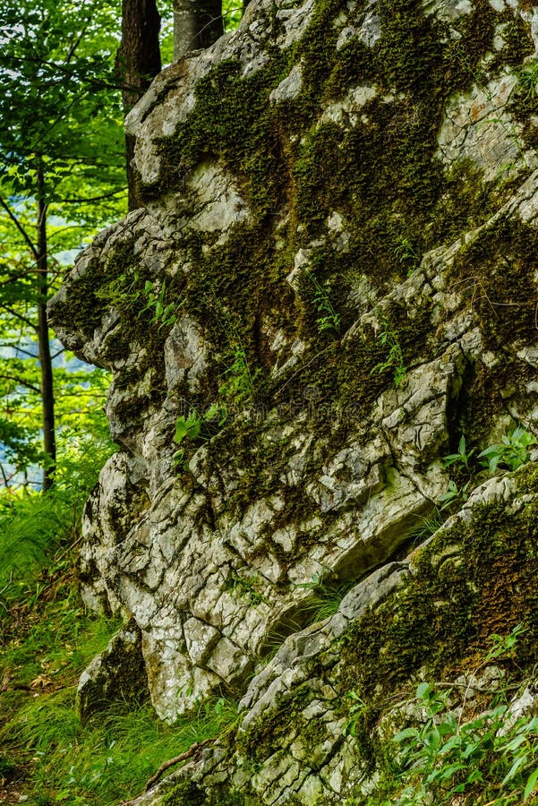 Rock Covered with Moss in the Forest Stock Photo - Image of scenery ...