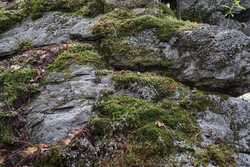 Rock Covered with Moss and Other Vegetation. Stock Image - Image of ...