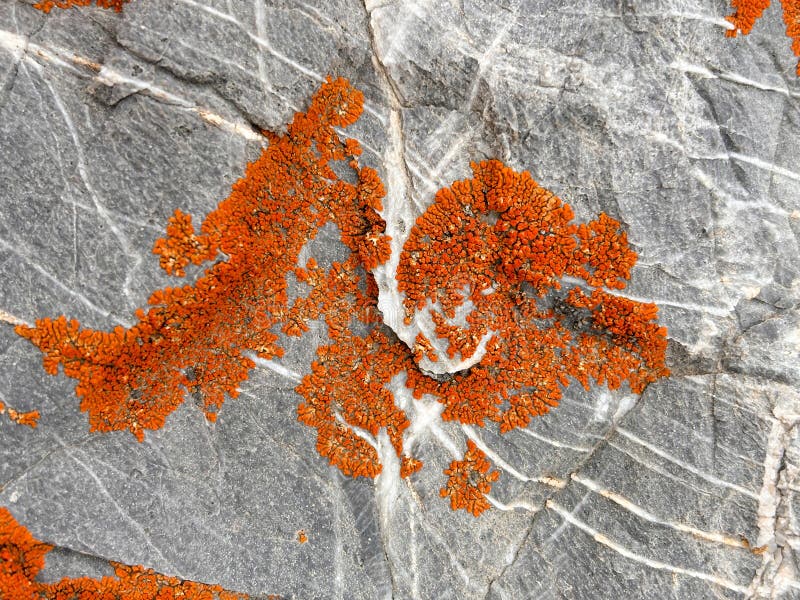 Rock Covered in Moss with White Background Behind it. Generative AI ...