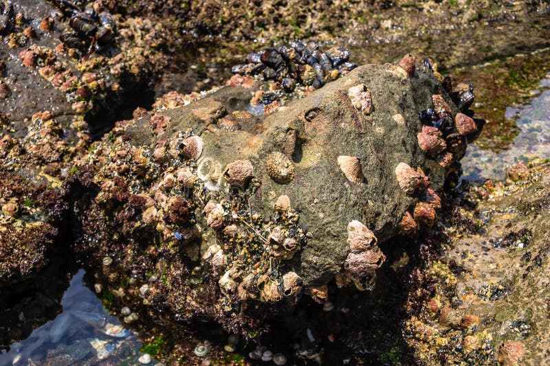 Rock Covered in Moss with White Background Behind it. Generative AI ...