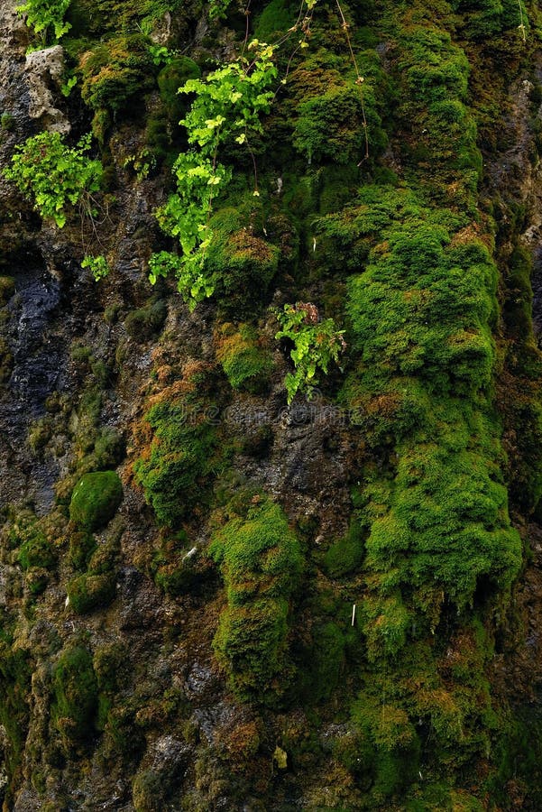 Rock Covered with Soft Green Musk. Stock Image - Image of bright ...