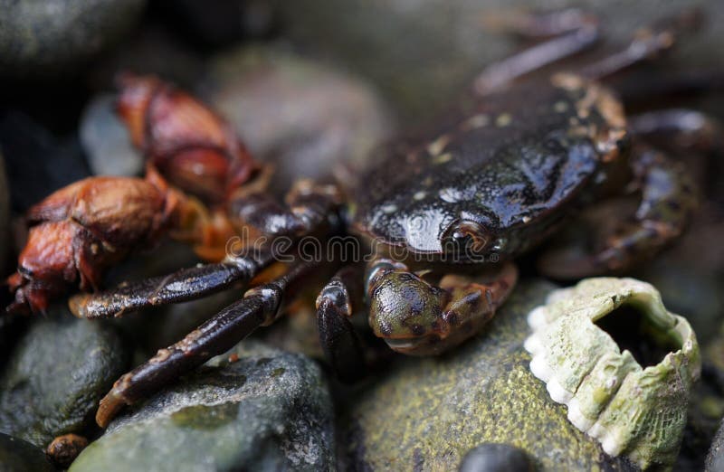 Rock crab stock photo. Image of rock, seafood, small - 78433632