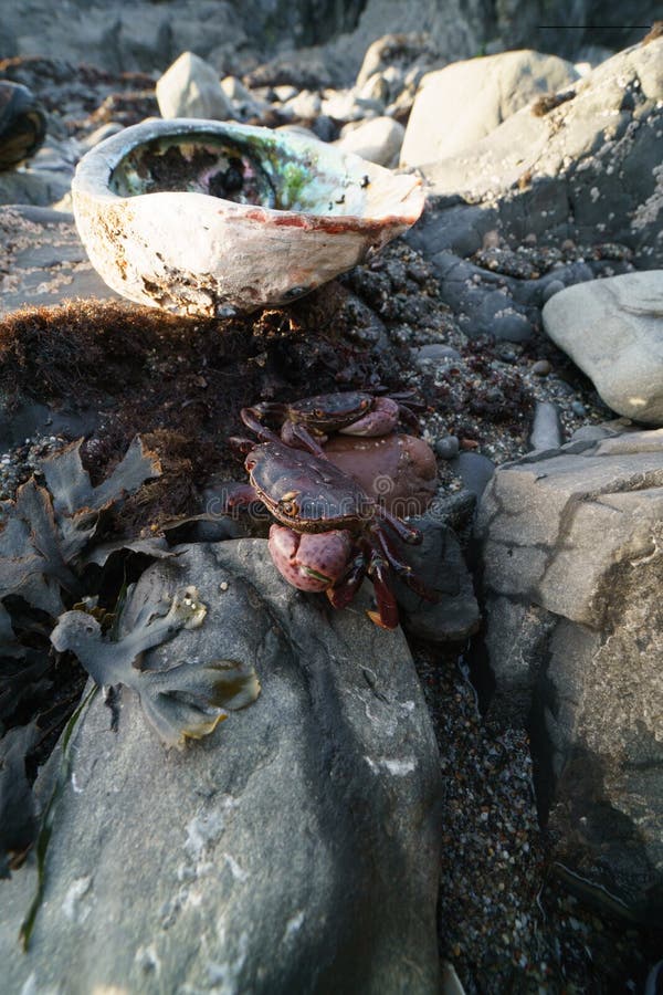 Rock Crabs Crawling Over Rocks Stock Image - Image of rock, crawl ...