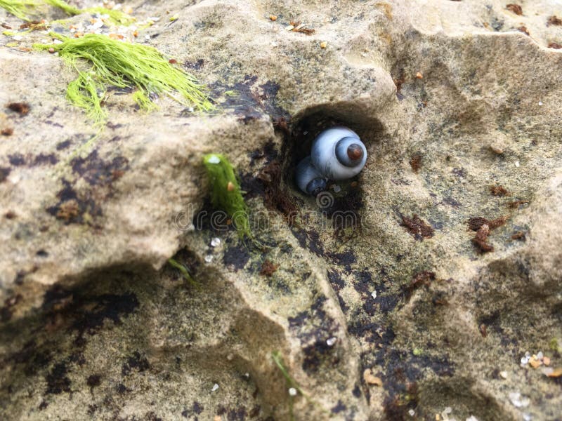 Rock with creature stock photo. Image of little, ocean - 83584950