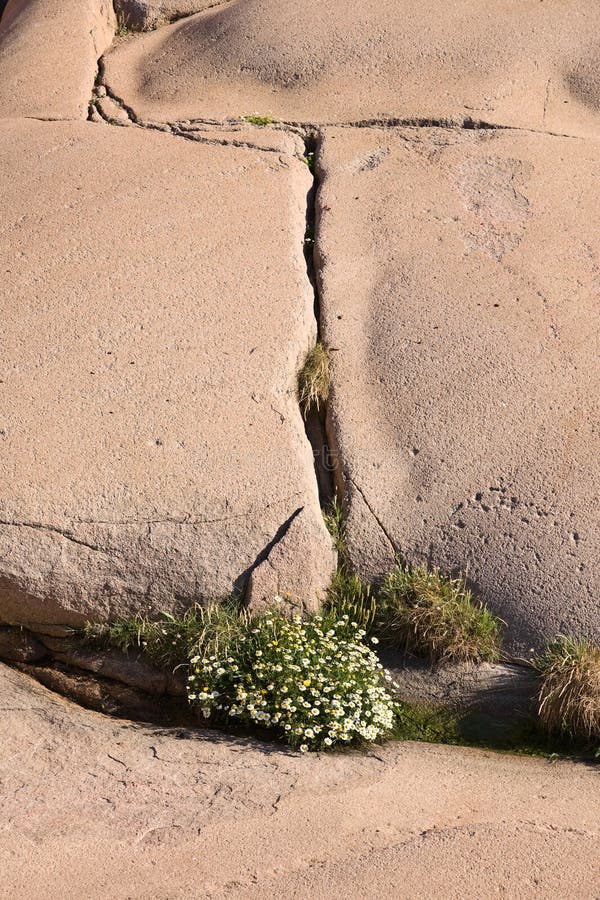 Wildflowers in a crevice stock image. Image of plants - 31760945
