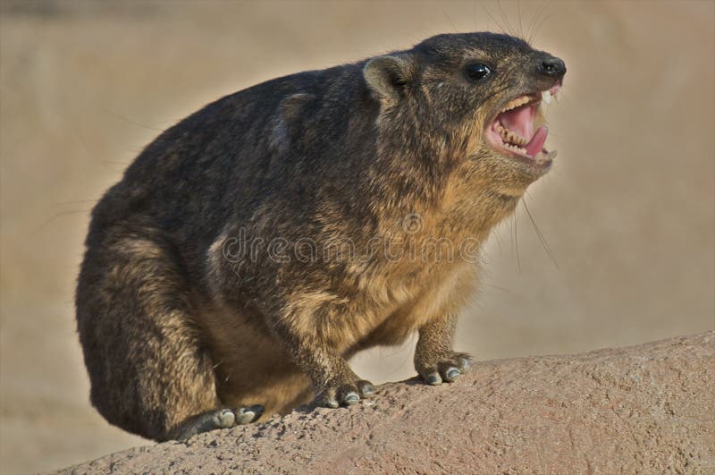 Dassies stock image. Image of boulder, mammal, perch - 20245865
