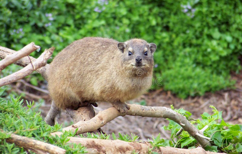 Rock dassie stock image. Image of sitting, nature, dassie - 7643469