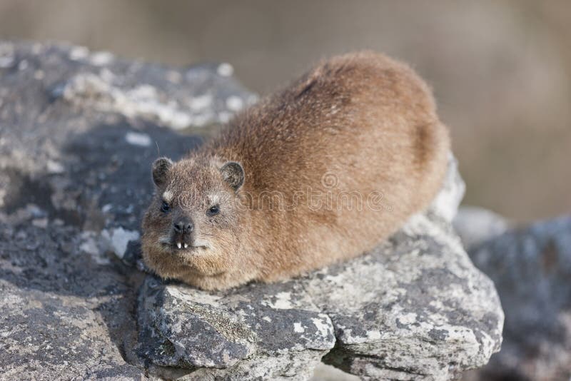 Rock Dassie Rat Close-up Portrait - South Africa Stock Photo - Image of ...