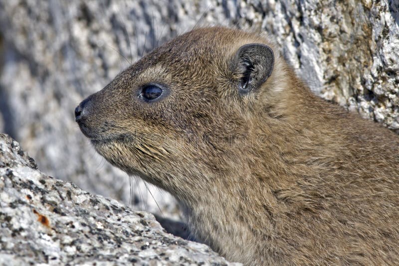 Harax dassie stock photo. Image of cute, nature, granite - 23614690