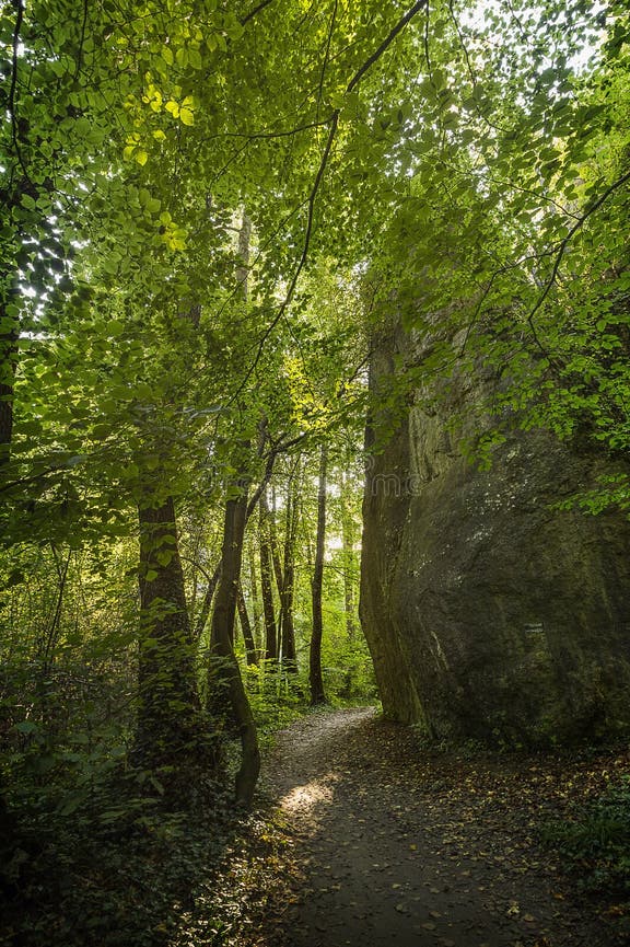 Rock in a deciduous forest stock photo. Image of forest - 373163370