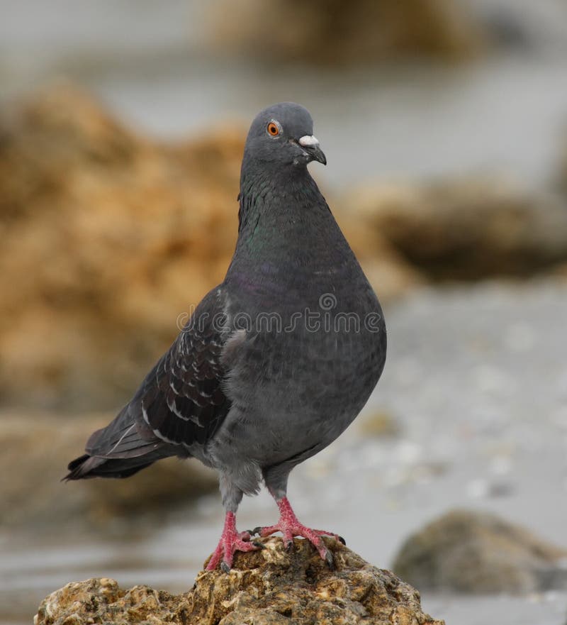 Rock dove stock photo. Image of domestic, park, wildlife - 17169628