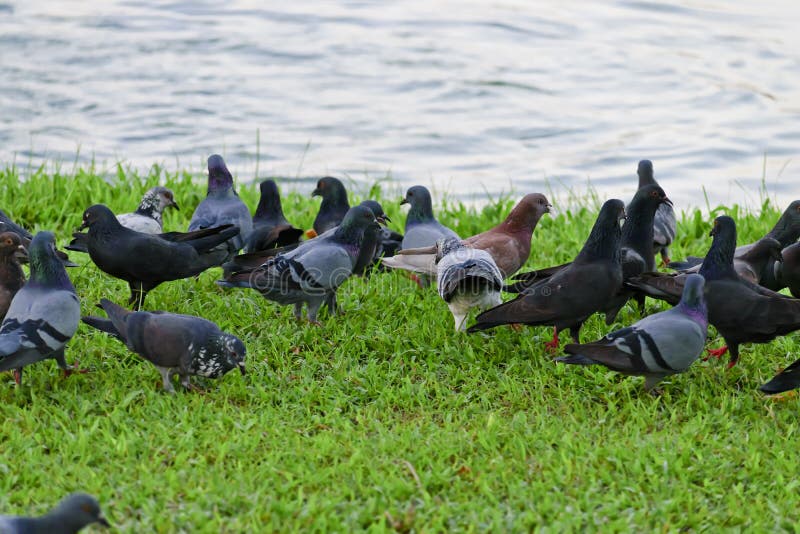 Rock Dove Flock on Green Grass Stock Photo - Image of green, park ...