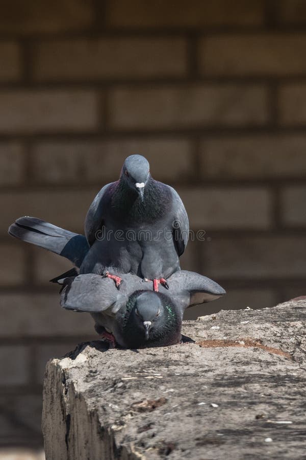 Mating Dove Birds stock image. Image of feet, dove, birds - 11027783